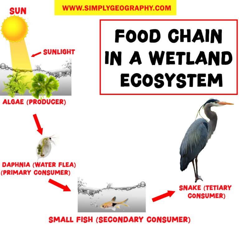 The Brilliant Chain: How Energy Is Transferred in Ecosystems with ...
